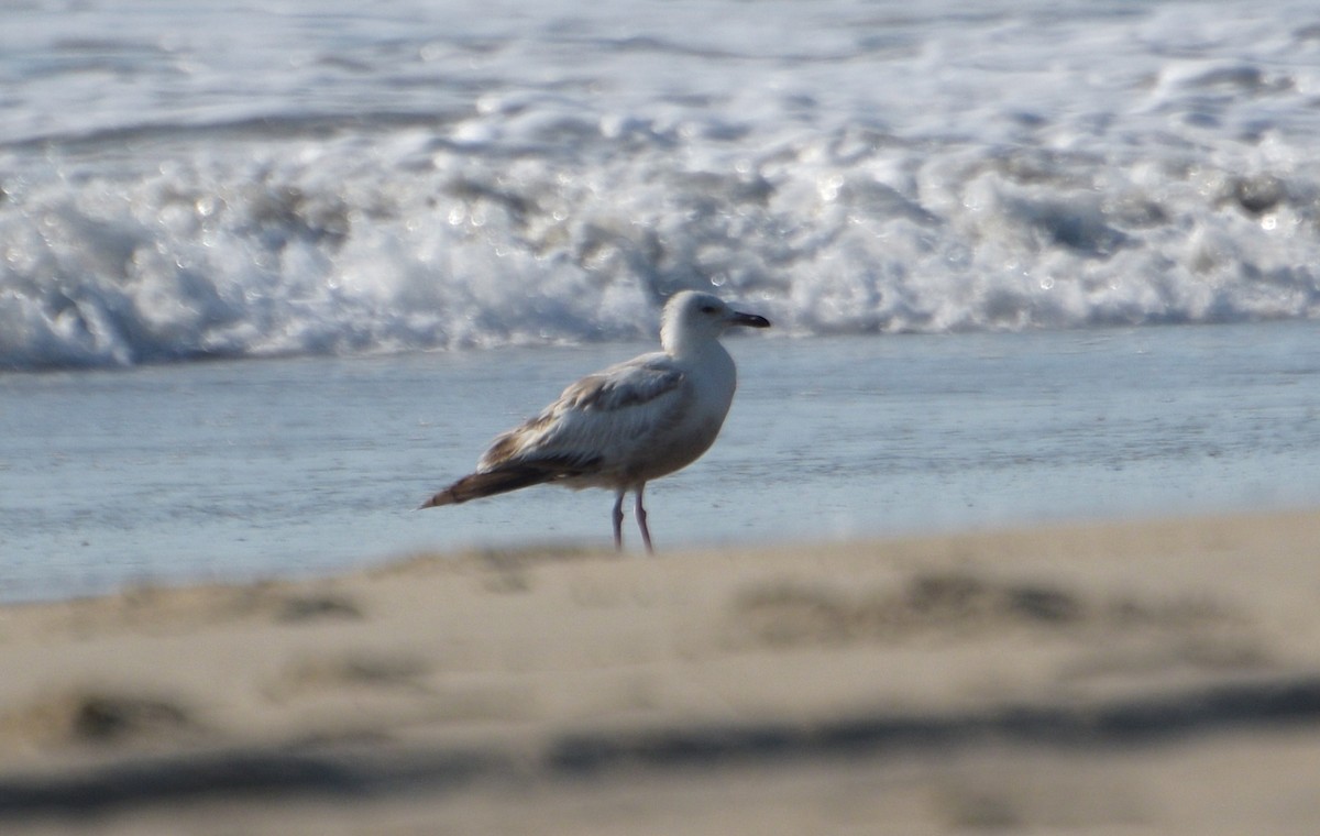 eBird Checklist - 21 Jun 2025 - **Back Bay NWR - 28 species