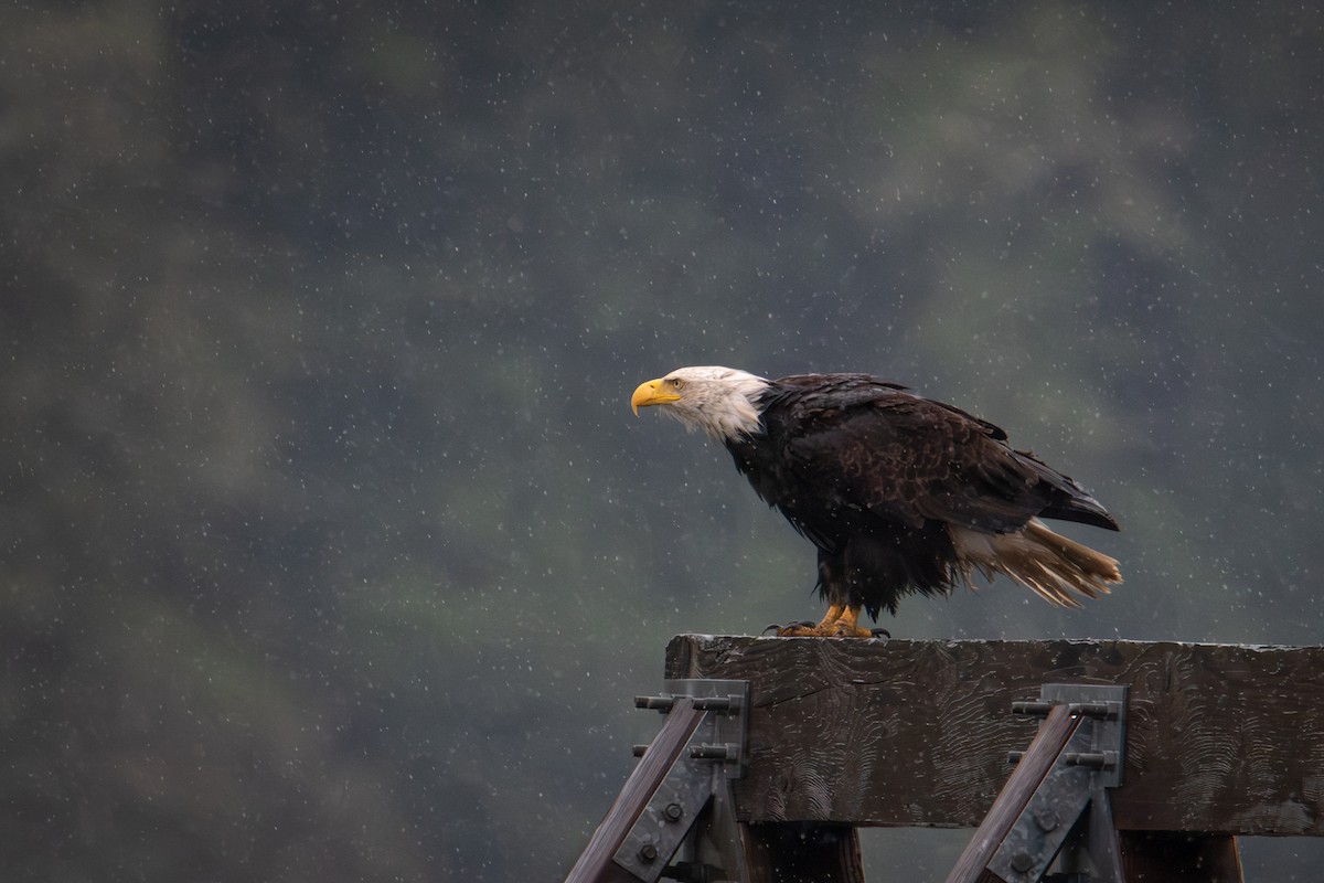eBird Checklist - 21 Jun 2025 - Billy Frank Jr. Nisqually NWR - 39 species