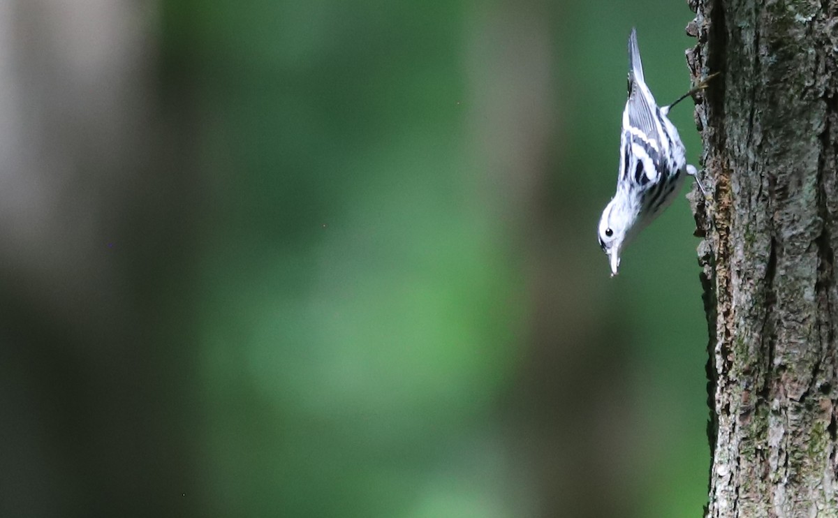 eBird Checklist - 21 Jun 2025 - Stumpy Lake Natural Area - 26 species