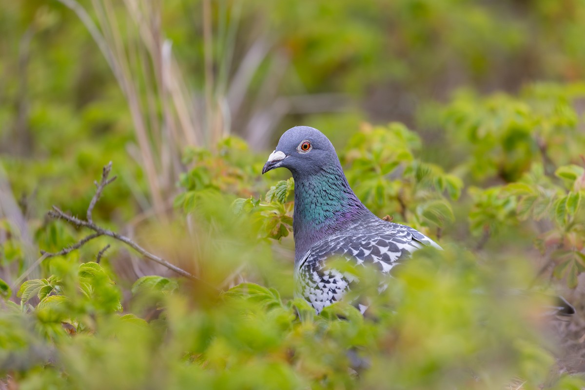 eBird Checklist - 19 May 2025 - Hel--Cypel - 52 species