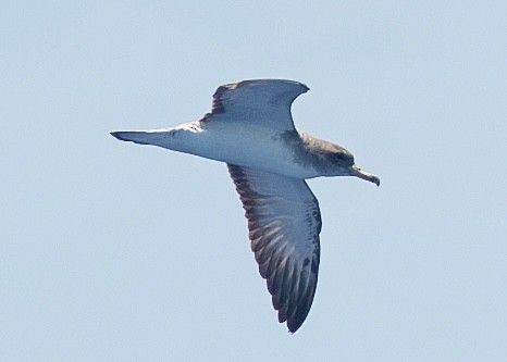 eBird Checklist - 21 Jun 2025 - Palm Beach Pelagics 6/21/25 leg 4 - 2 ...