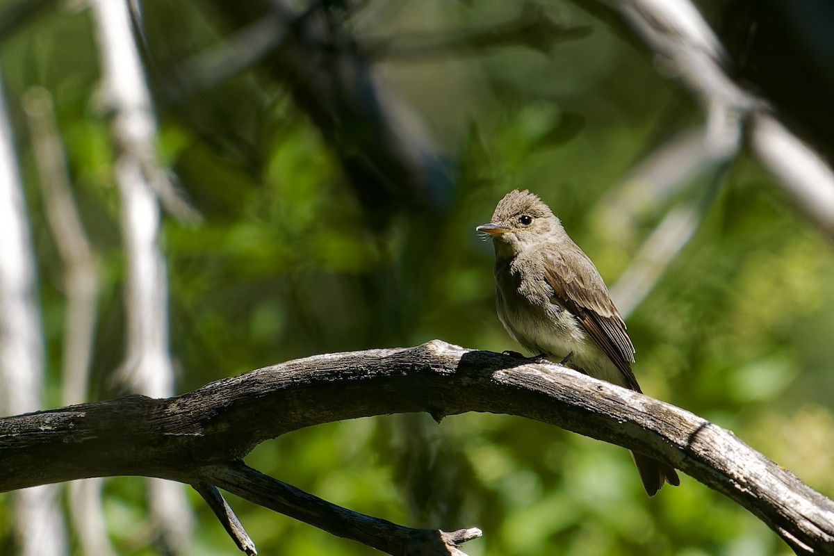 eBird Checklist - 21 Jun 2025 - Cuyamaca Rancho SP--Paso Picacho ...