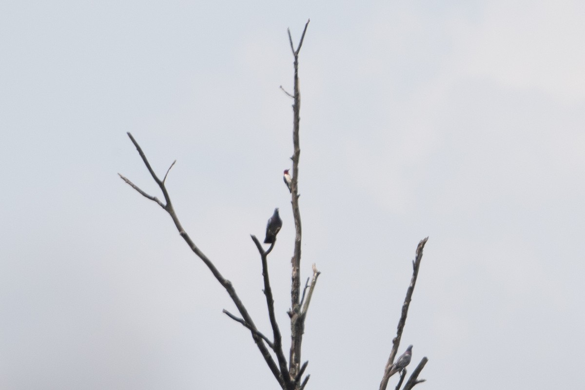 Pennsylvania Bird Atlas Checklist - 21 Jun 2025 - Manahan Rd. - 13 species