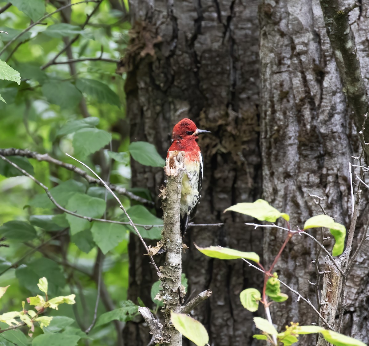 eBird Checklist - 12 Jun 2025 - Alaska Route 98, Skagway US-AK 59.52612 ...