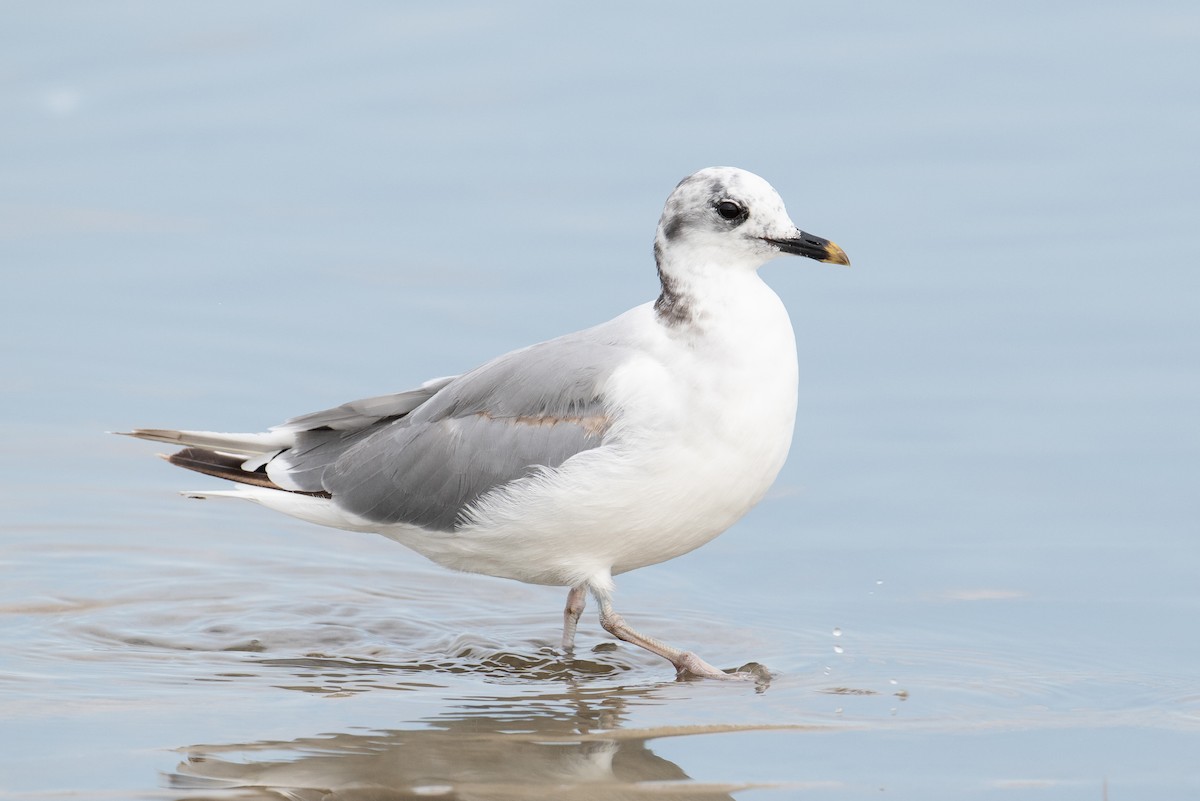 ML637900360 - Sabine's Gull - Macaulay Library
