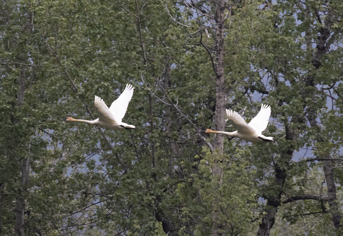 eBird Checklist - 14 Jun 2025 - Covenant Life Marsh - 34 species