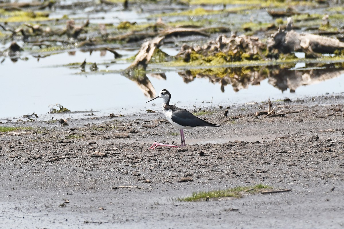 eBird Checklist - 21 Jun 2025 - Bombay Hook NWR - 52 species