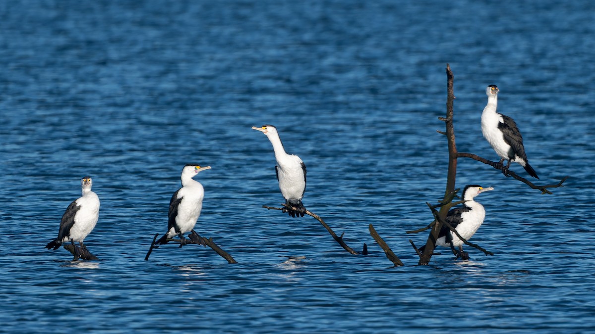 eBird Checklist - 22 Jun 2025 - Lang Lang Beach - 23 species