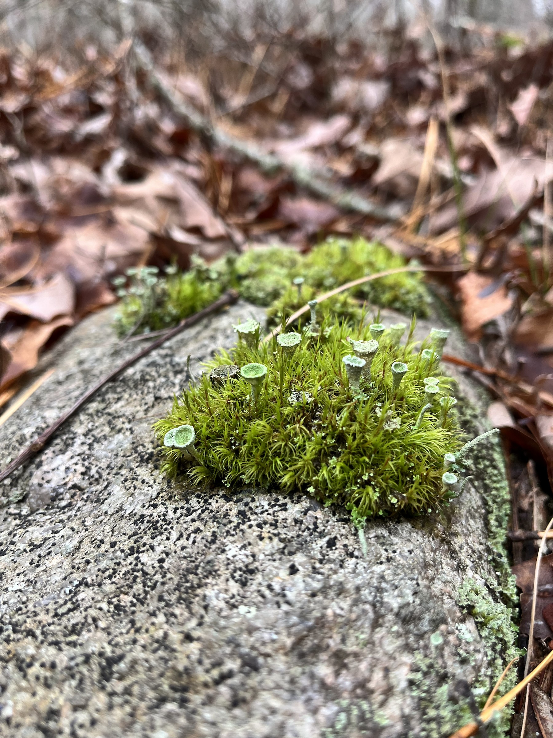 Freetown State Forest and Southeastern MA Bioreserve - Bristol ...