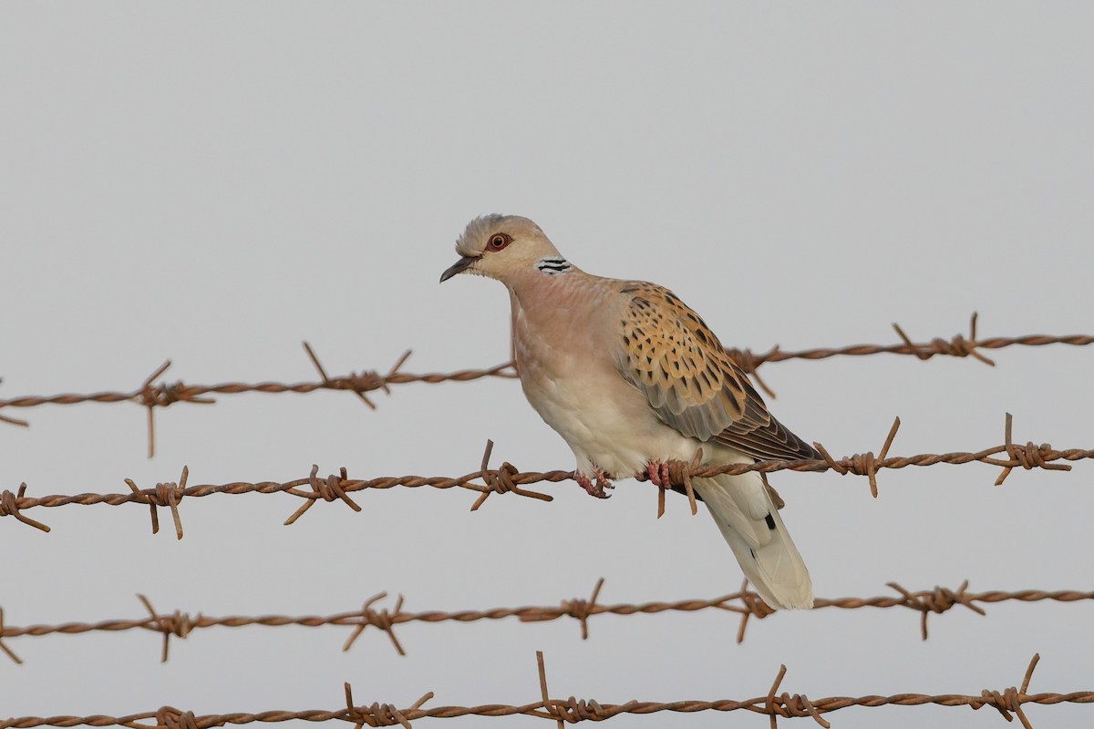 eBird Checklist - 21 Jun 2025 - Al Maha Forest--Pivot Fields (no access ...