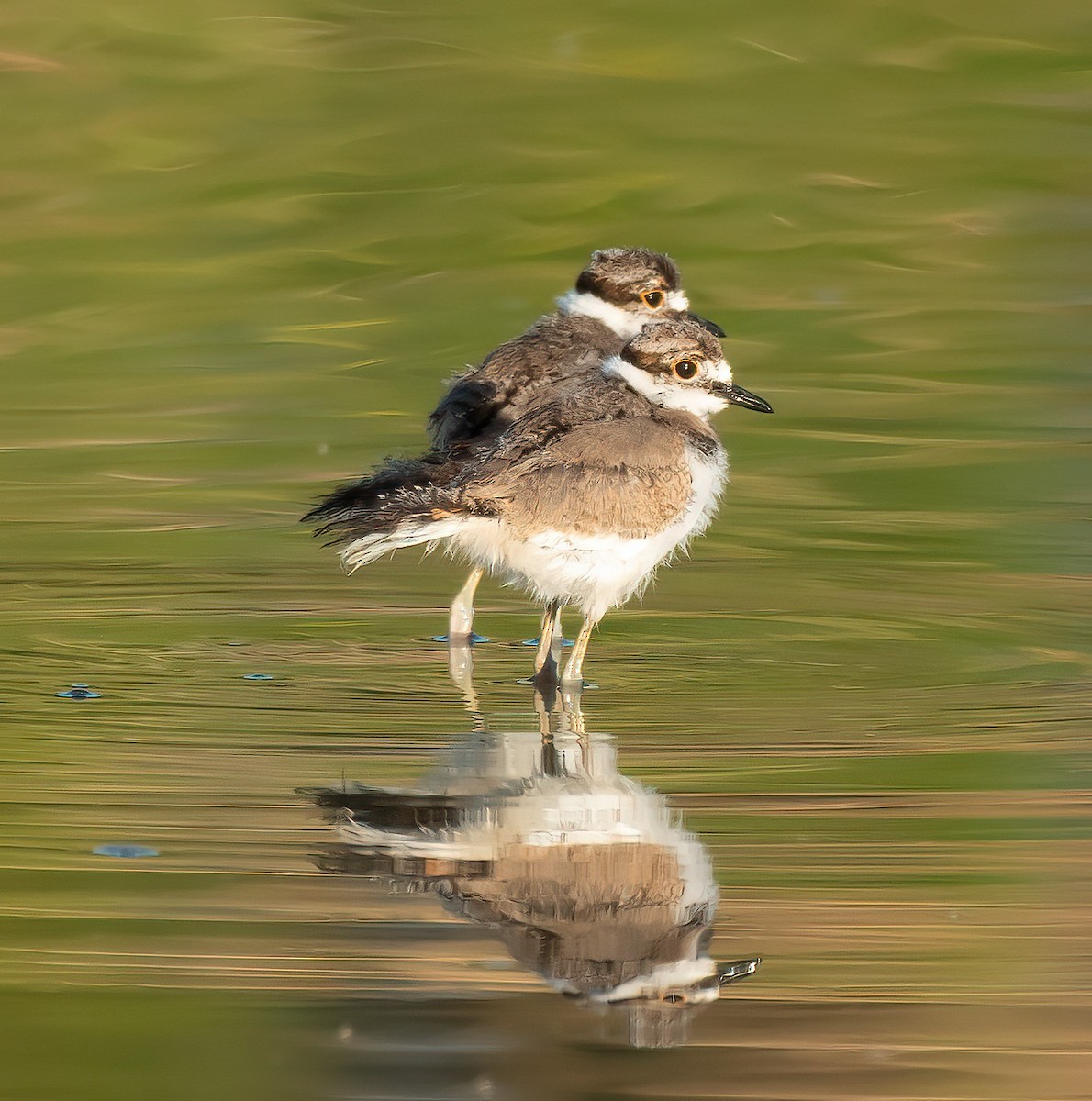 eBird Checklist - 22 Jun 2025 - Riparian Preserve at Gilbert Water ...