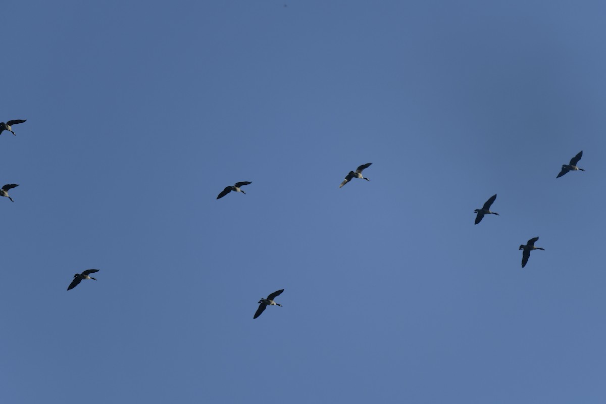 Pennsylvania Bird Atlas Checklist - 22 Jun 2025 - 969–973 Spring Creek ...