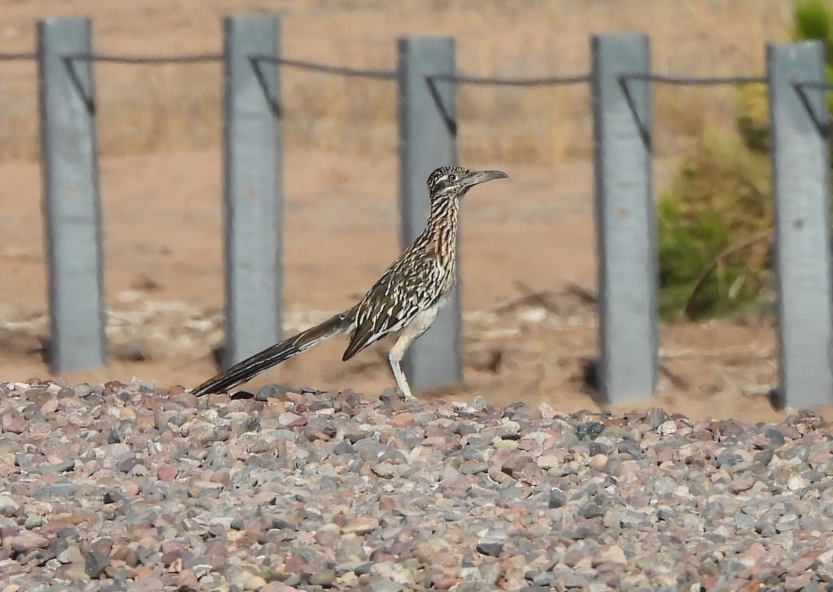 eBird Checklist - 22 Jun 2025 - Tres Rios Overbank Wetlands (permit ...