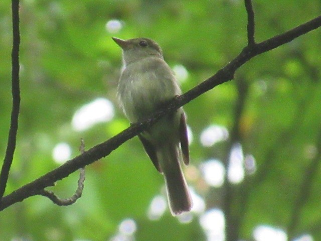 eBird Checklist - 22 Jun 2025 - Mon River Trail--Uffington Access - 16 ...
