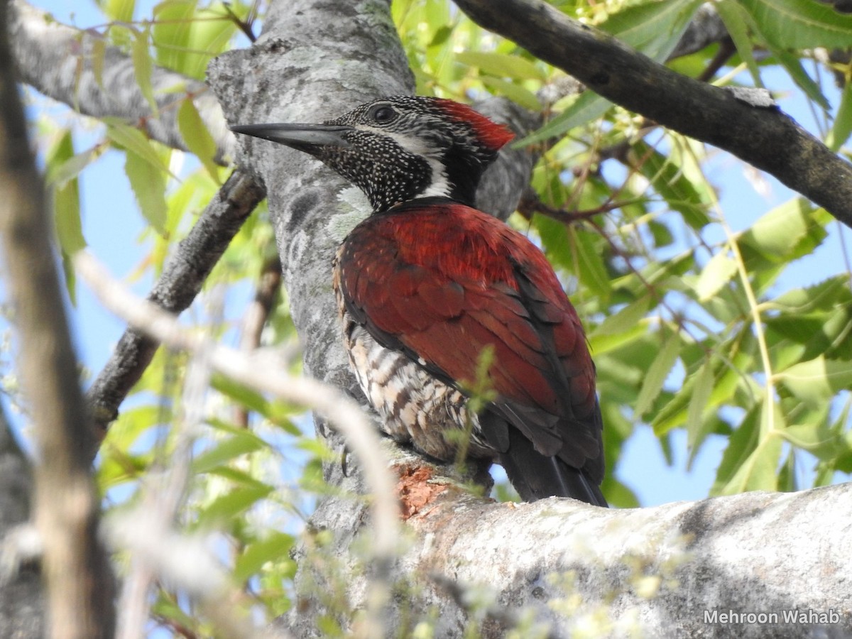 ML637950755 - Red-backed Flameback - Macaulay Library