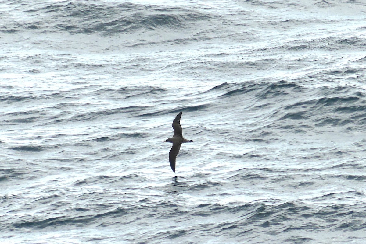eBird Checklist - 23 Jun 2025 - St. Ives Head - 19 species