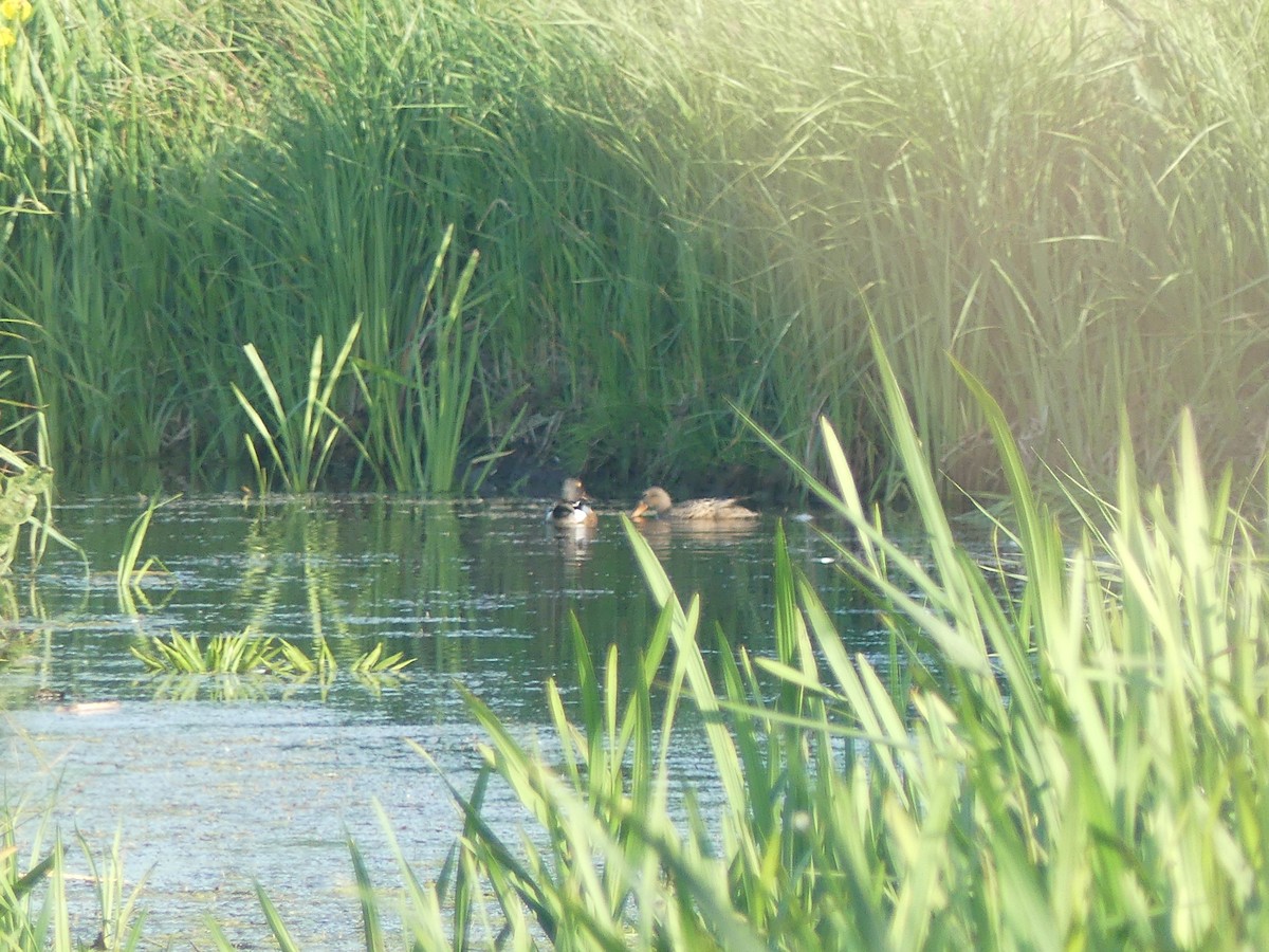 eBird Checklist - 11 Jun 2025 - Strumpshaw Fen RSPB Reserve - 57 species