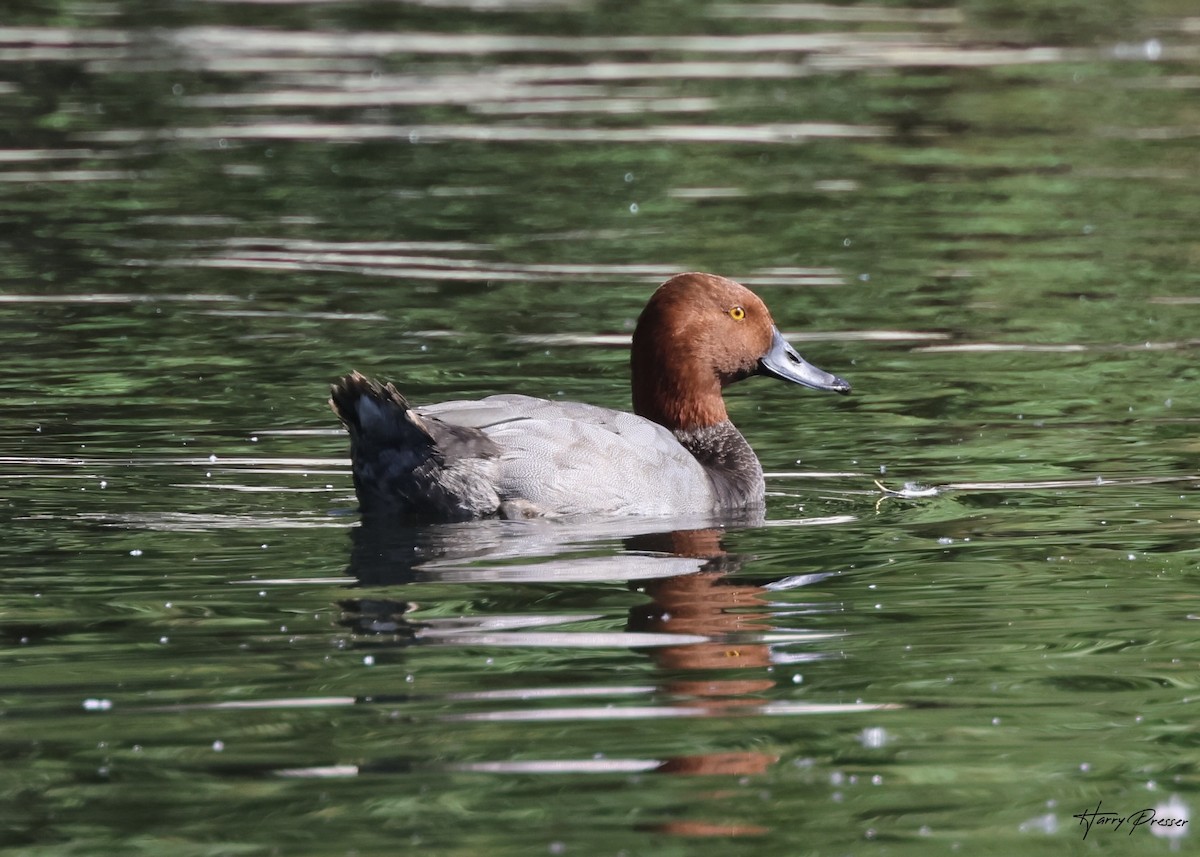 eBird Checklist - 23 Jun 2025 - Collingwood Arboretum trails - 27 species