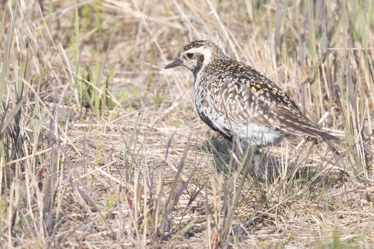 ML637982019 - Pacific Golden-Plover - Macaulay Library