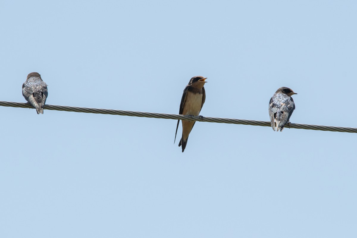 Pennsylvania Bird Atlas Checklist - 23 Jun 2025 - 1030 Church Road, Womelsdorf, Pennsylvania, US ...
