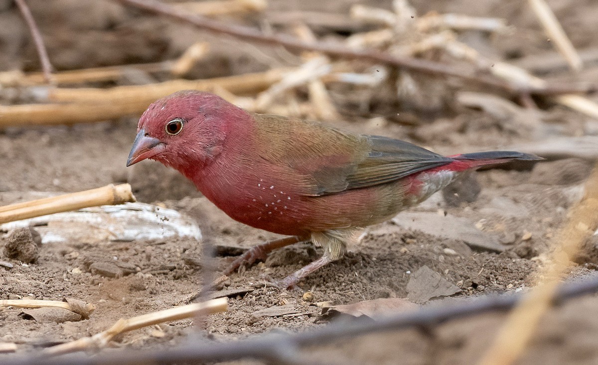ML637985810 - Red-billed Firefinch - Macaulay Library