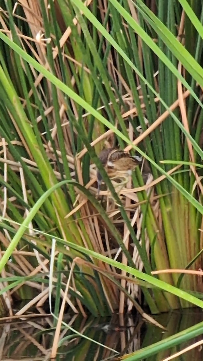 eBird Checklist - 22 Jun 2025 - Tres Rios Overbank Wetlands (permit ...