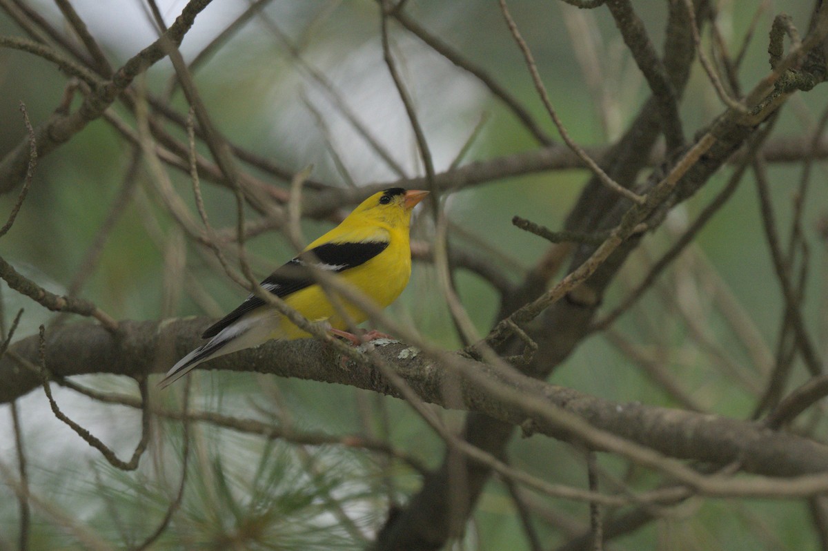 Pennsylvania Bird Atlas Checklist - 22 Jun 2025 - Bear Run Nature ...