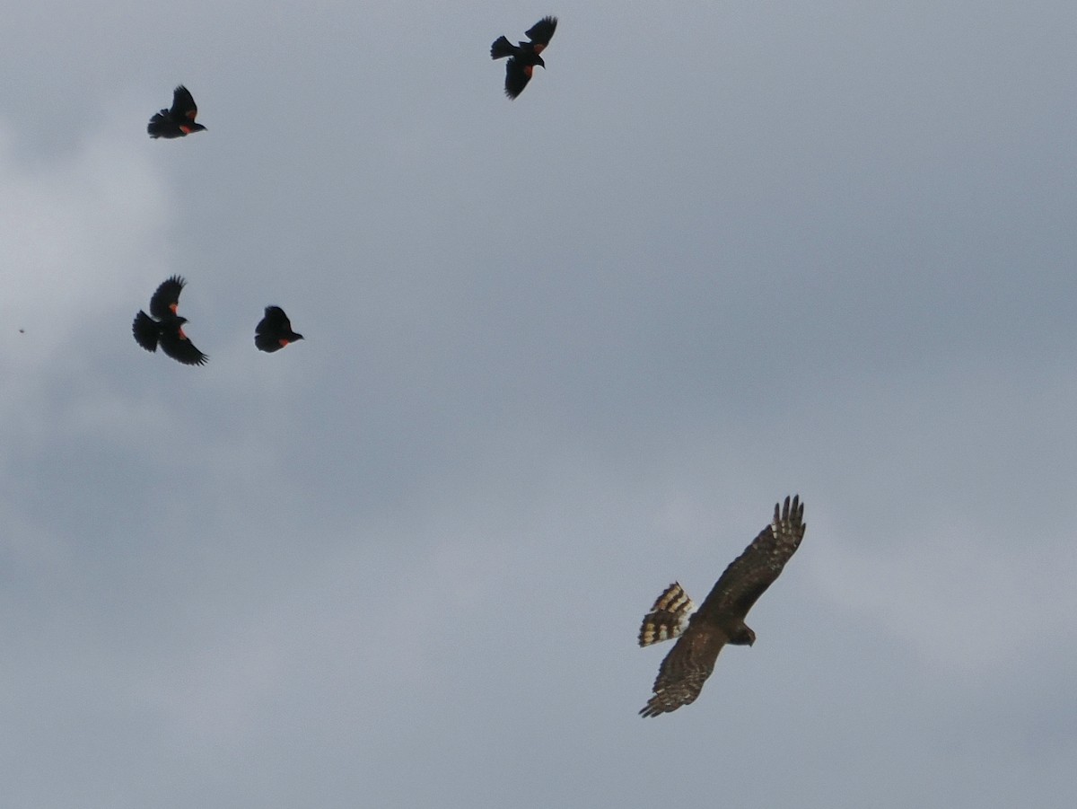 eBird Checklist - 21 Jun 2025 - Malheur NWR--Central Patrol Rd.--Krumbo ...