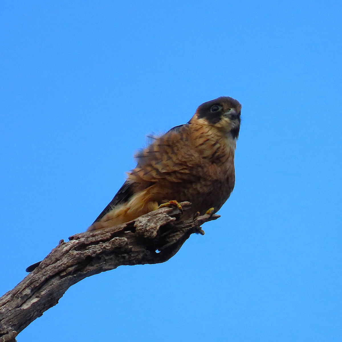 eBird Checklist - 24 Jun 2025 - 871 Dookie Rd - 6 species