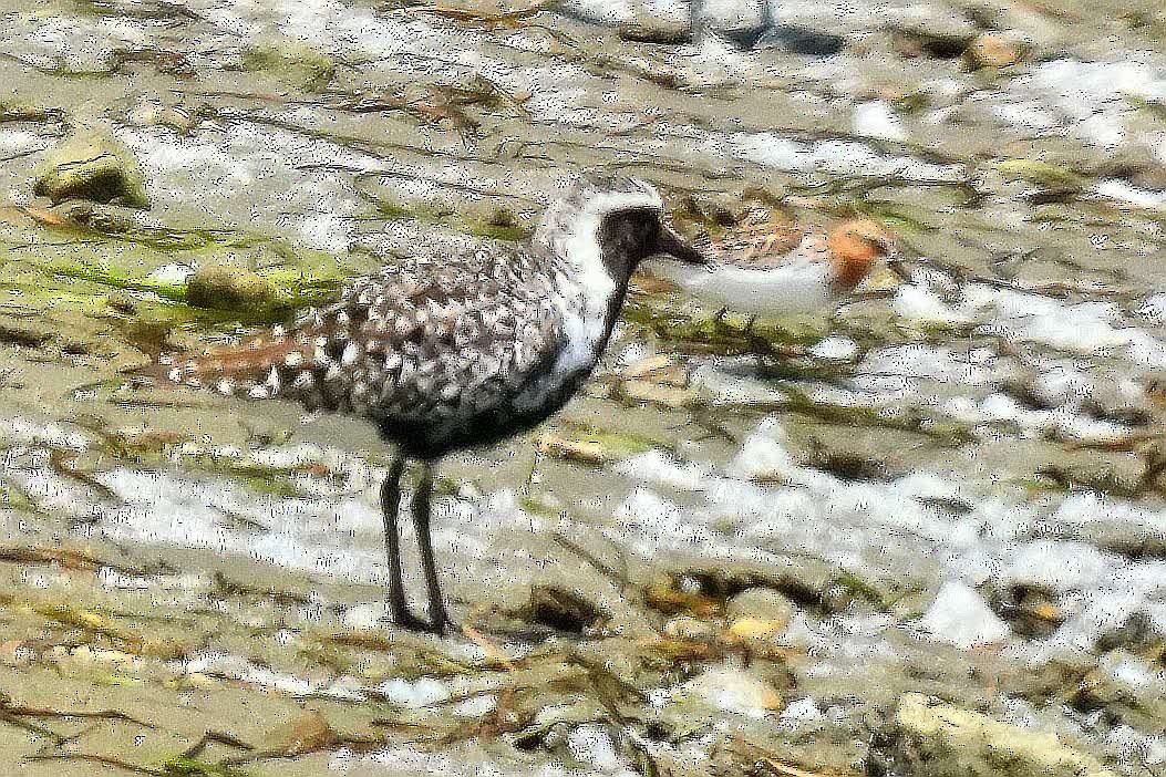 eBird Checklist - 23 Jun 2025 - Bolsa Chica Ecological Reserve - 23 ...