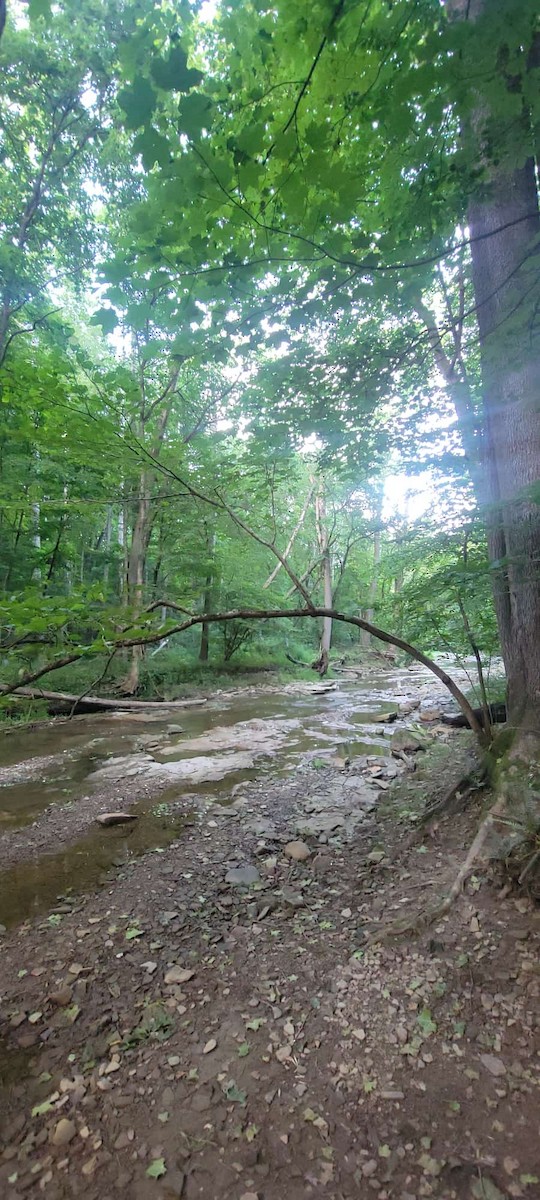 Wooster Memorial Park - Wayne, Ohio, US - Birding Hotspots