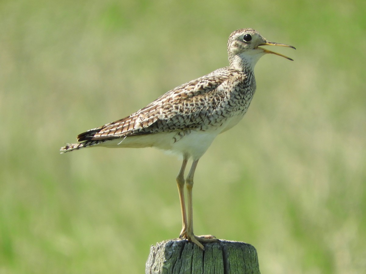 eBird Checklist - 18 Jun 2025 - ND-31, Selfridge US-ND (45.9539,-101. ...