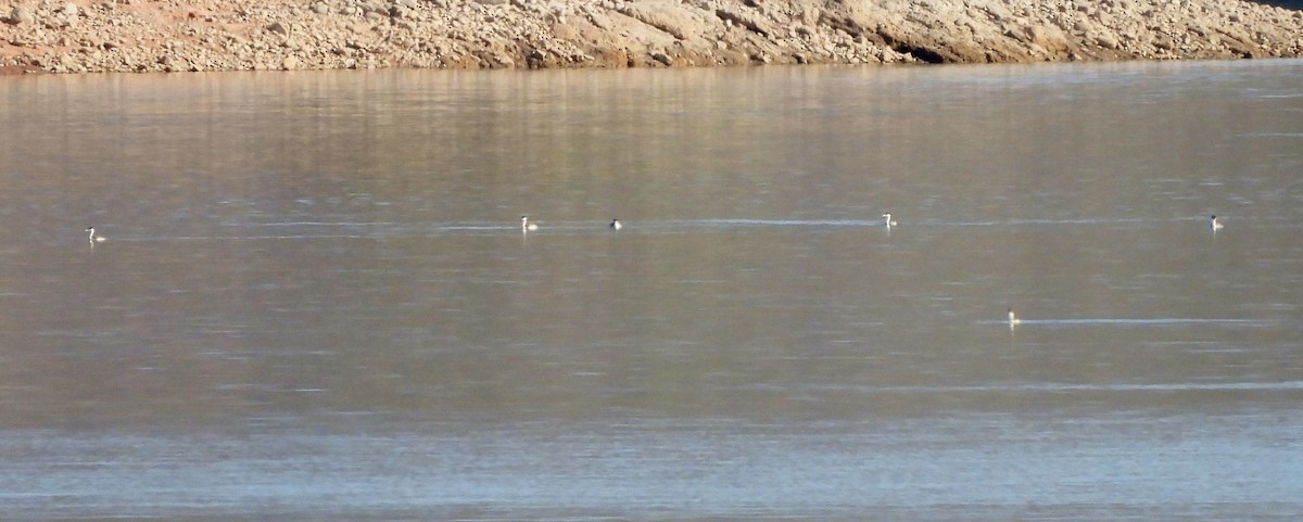 eBird Checklist - 24 Jun 2025 - Lake Pleasant--Castle Creek (Four Lane ...