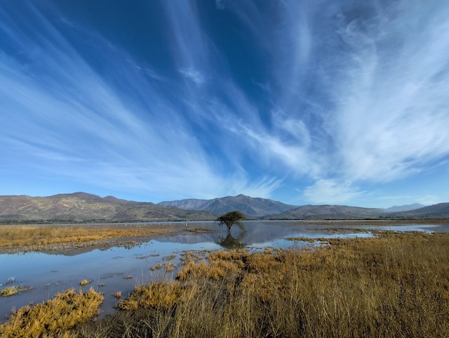 Desafío eBirder del Mes de Noviembre - eBird Chile