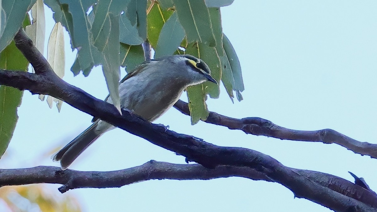 eBird Checklist - 23 Jun 2025 - Duriakai Road, Karara, Queensland, AU ...