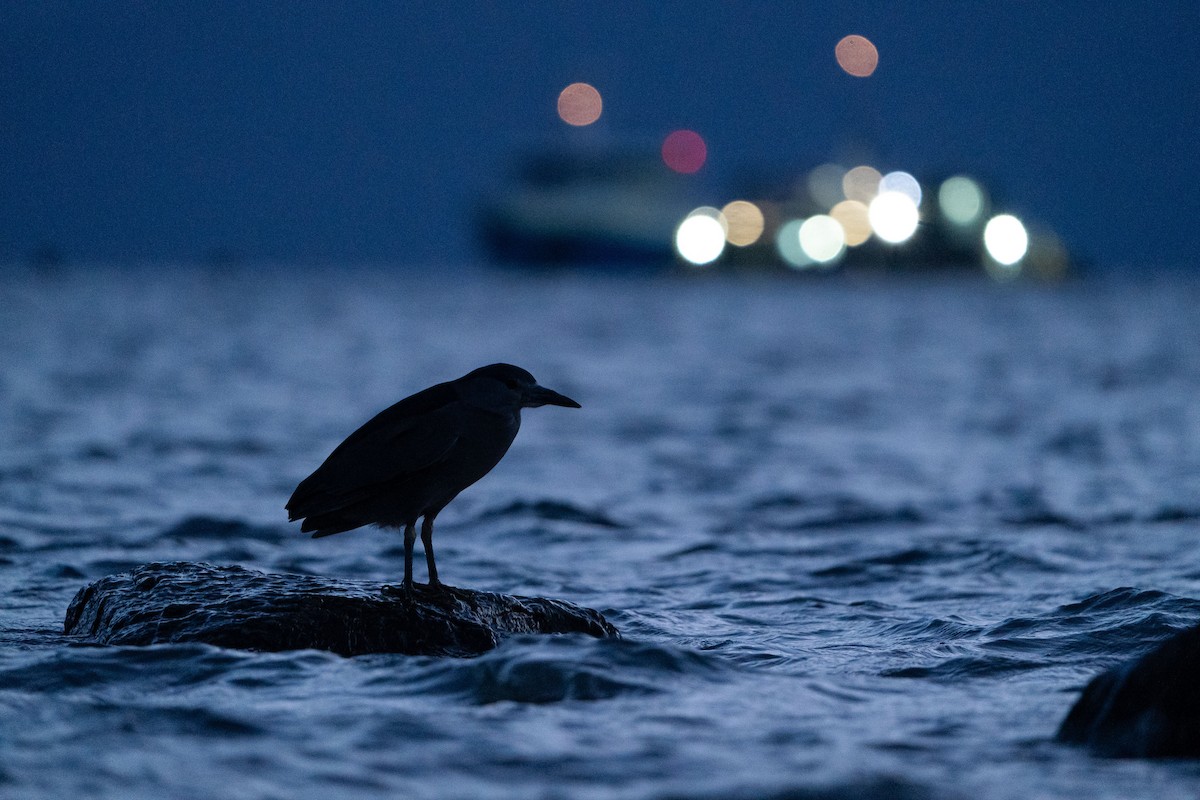 ML638056504 - Black-crowned Night Heron - Macaulay Library