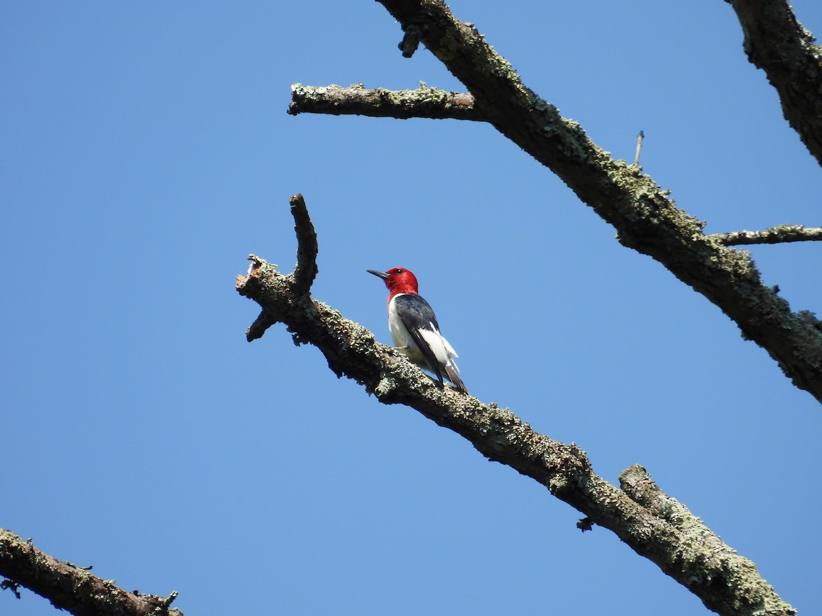 Pennsylvania Bird Atlas Checklist - 25 Jun 2025 - Hopewell Furnace NHS ...