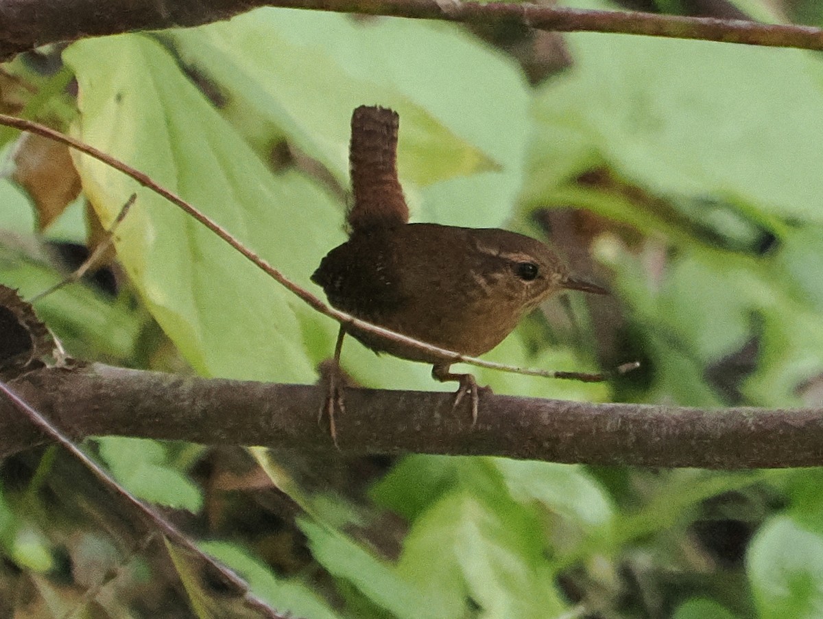 eBird Checklist - 15 Jun 2025 - Route of the Hiawatha Bike Trail - 14 species