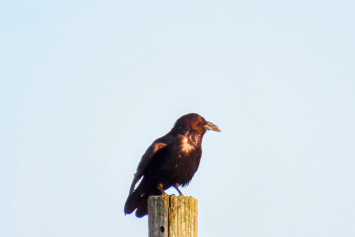 eBird Checklist - 25 Jun 2025 - Ma cour et alentour, Saint-Jean-sur ...