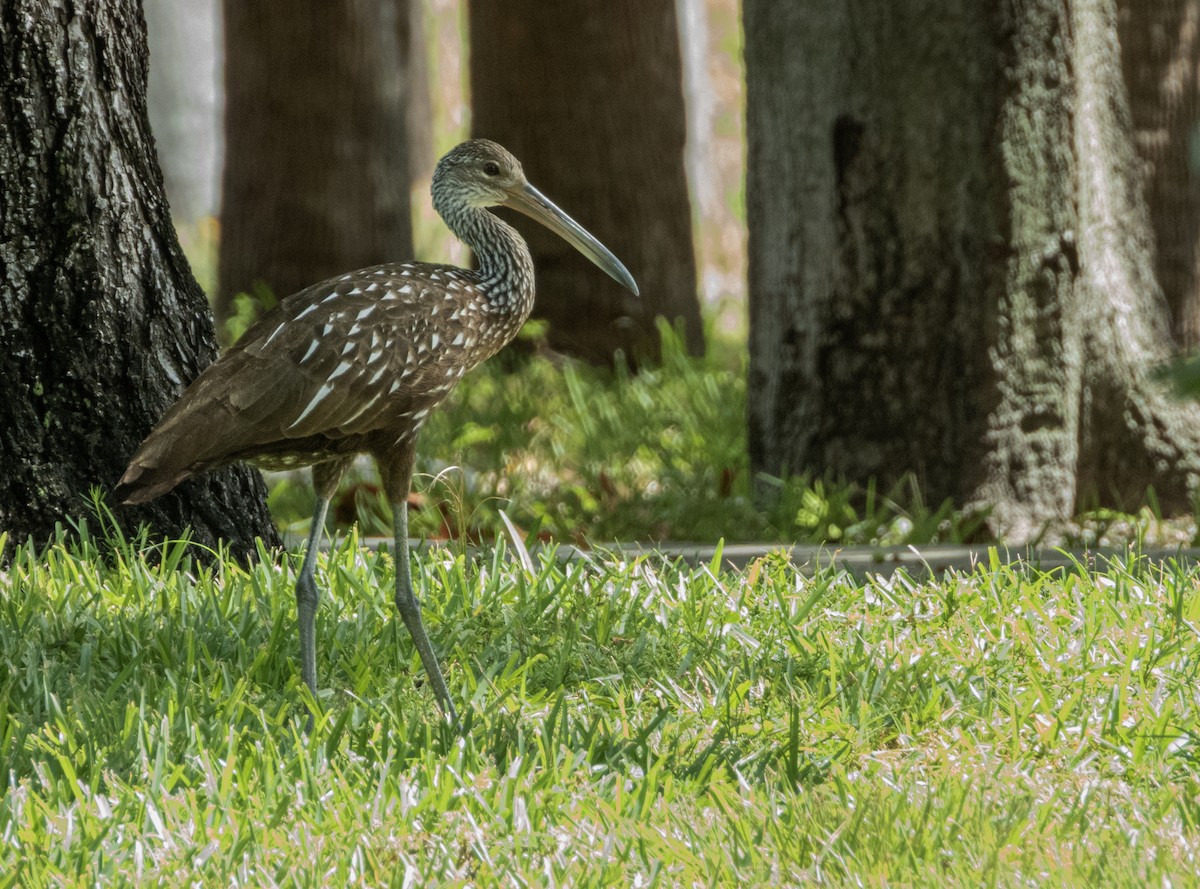ML638085691 - Limpkin - Macaulay Library