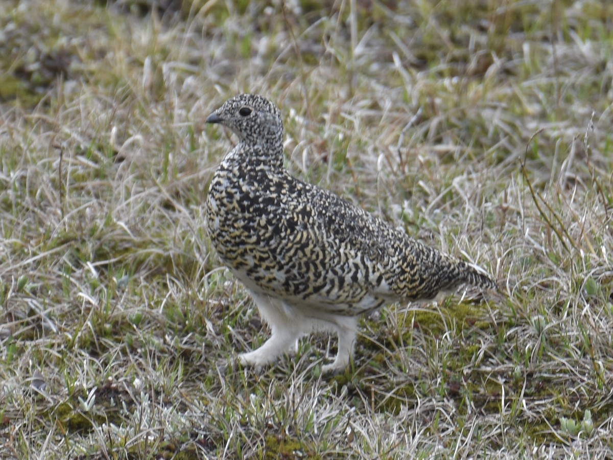 eBird Checklist - 25 Jun 2025 - Jasper National Park--Wilcox Pass Trail ...