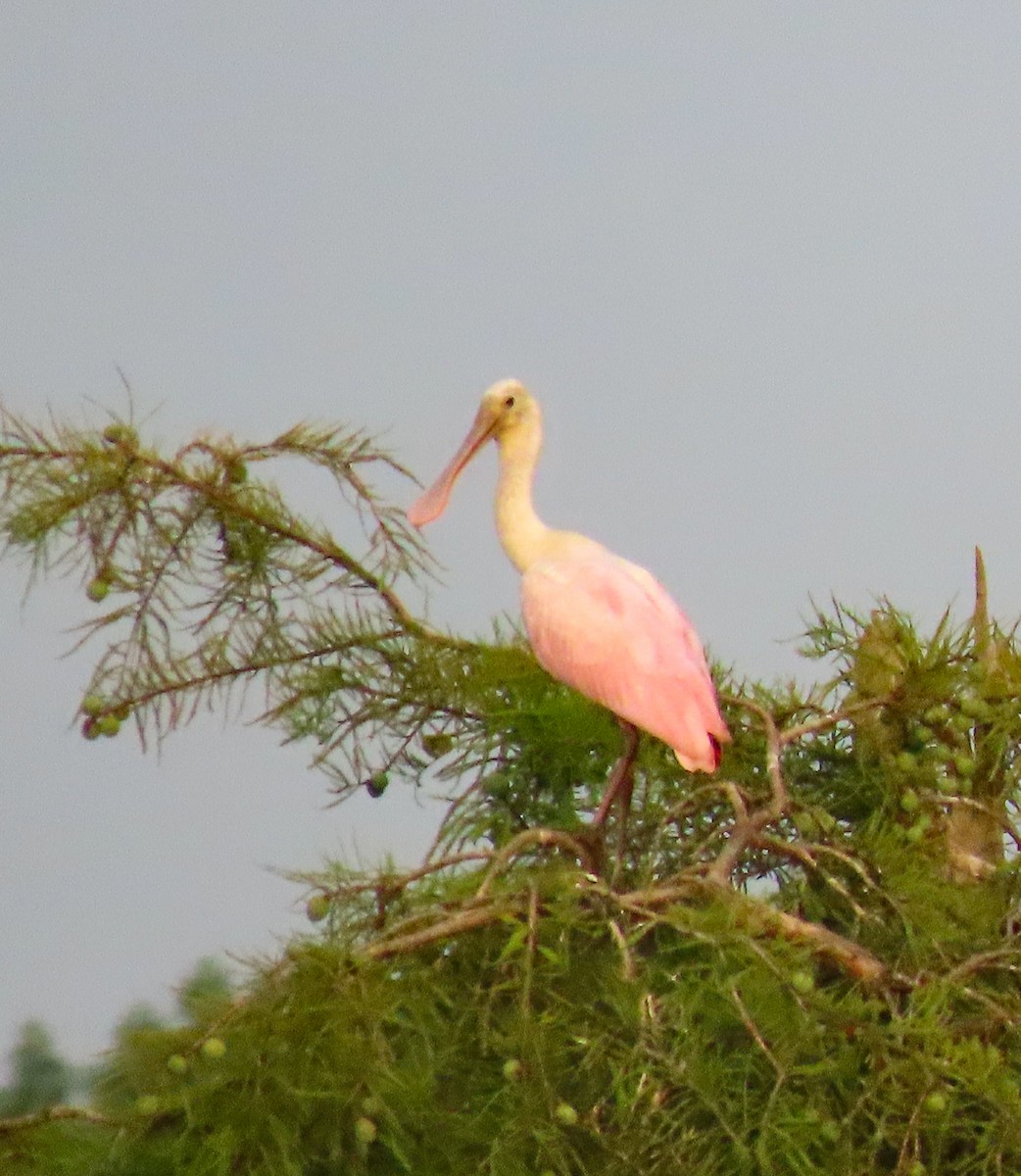 eBird Checklist - 25 Jun 2025 - Tennessee NWR--Duck River Unit - 48 species