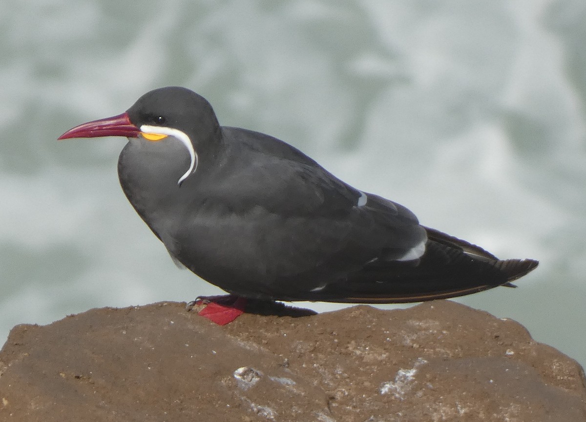 eBird Checklist - 5 Mar 2020 - Lima coast - 10 species