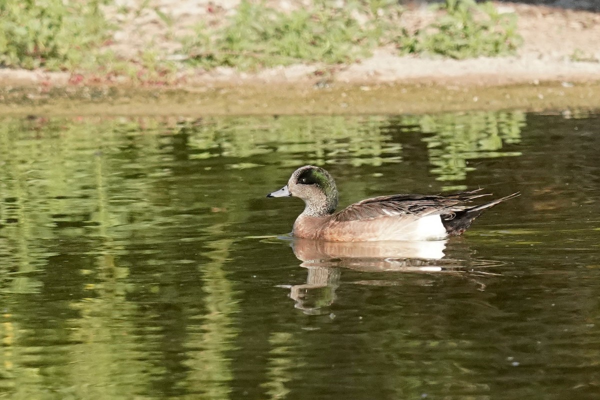 eBird Checklist - 18 Jun 2025 - Riparian Preserve at Gilbert Water ...