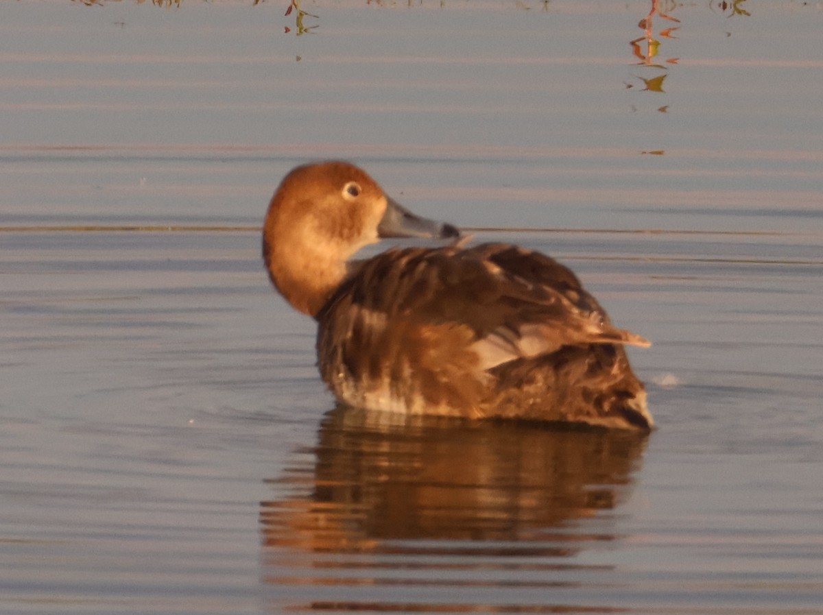 eBird Checklist - 25 Jun 2025 - Presque Isle SP--Gull Pt. - 54 species