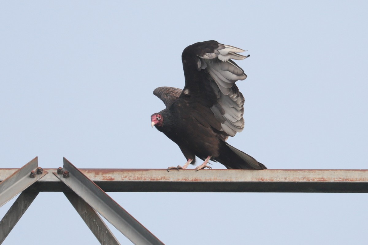 Pennsylvania Bird Atlas Checklist - 26 Jun 2025 - Scotia Barrens (IBA ...