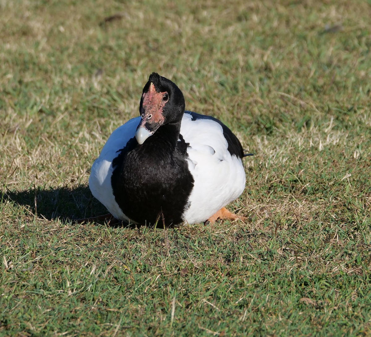 eBird Checklist - 23 Jun 2025 - Baldwin Swamp Environment Park ...