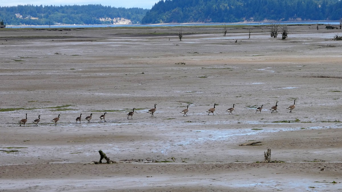 eBird Checklist - 25 Jun 2025 - Billy Frank Jr. Nisqually NWR - 62 ...