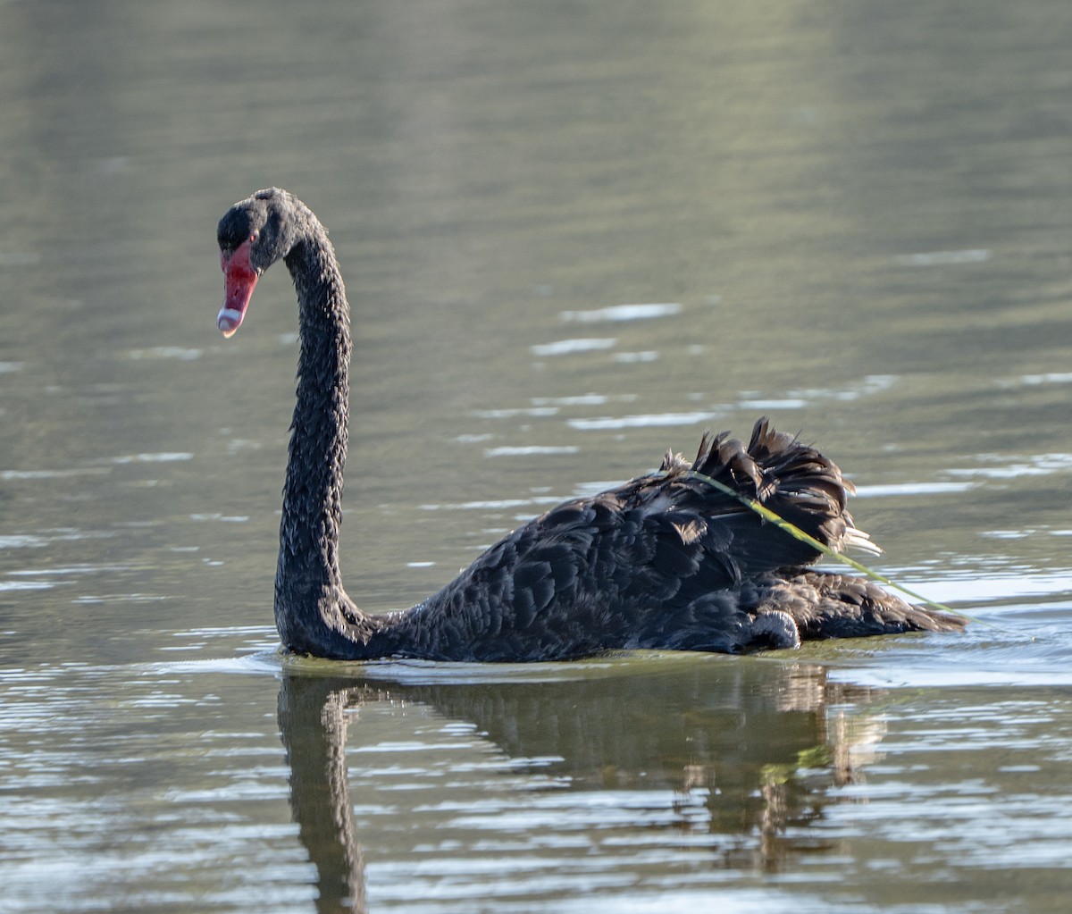 eBird Checklist - 15 Jun 2025 - Loveday Cove (Lake Cooby) - 39 species