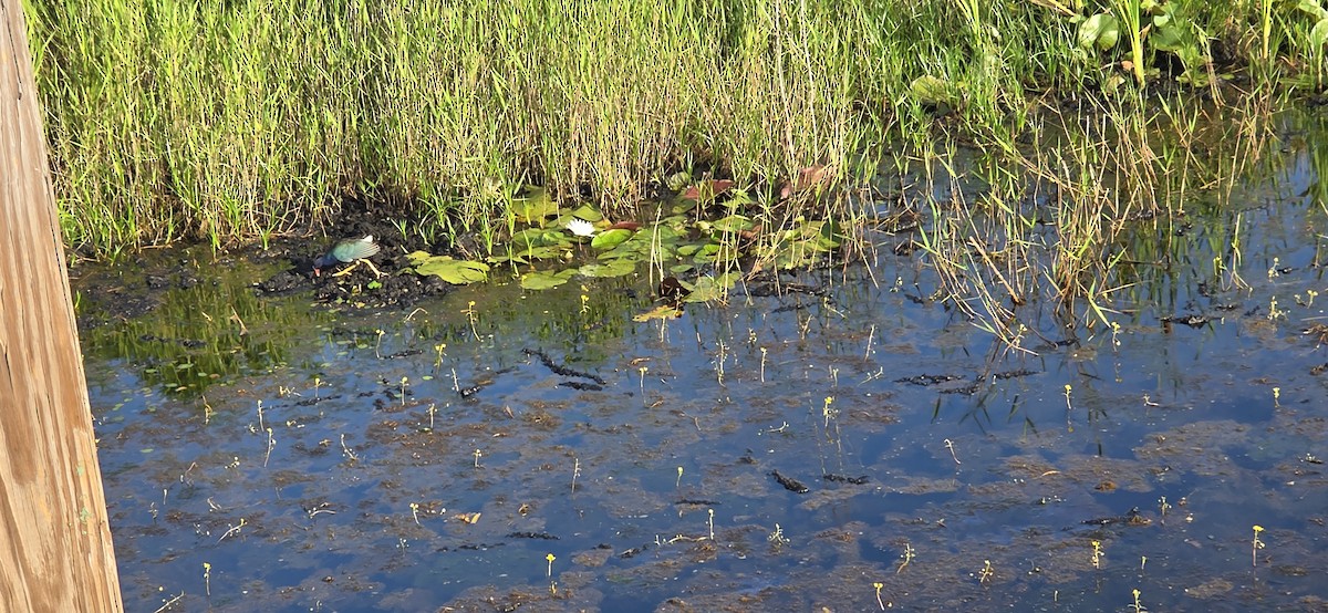 eBird Checklist - 27 Jun 2025 - Crews Lake Park - 31 species